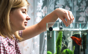 How to Easily Feed Your Fish on Vacation | FishLab