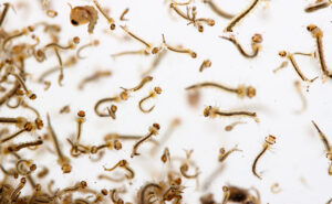Raising Mosquito Larvae for a Nutritious Live Fish Food | FishLab