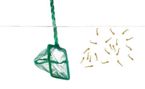 Raising Mosquito Larvae for a Nutritious Live Fish Food | FishLab