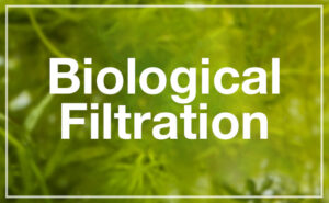 Biological Filtration in Aquariums: Improve Water Quality