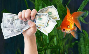 Is a Fish the Right Pet for You? Reasons Why It Might Not Be