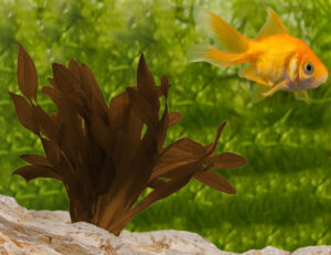 7 Reasons Why Your Fish Tank Smells (And how to fix it!)