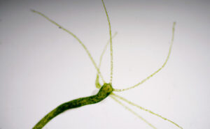 How to Identify and Destroy Hydra in Aquarium (In Just Days)