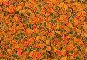 What Do Fish Eat? Beginner’s Guide To Different Types Of Fish Food ...