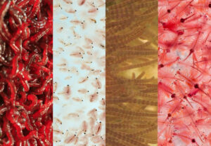 What Do Fish Eat? Beginner’s Guide To Different Types Of Fish Food ...