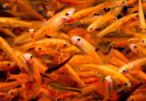 What Do Fish Eat? Beginner’s Guide To Different Types Of Fish Food ...