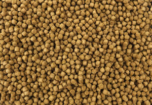 What Do Fish Eat? Beginner’s Guide To Different Types Of Fish Food ...