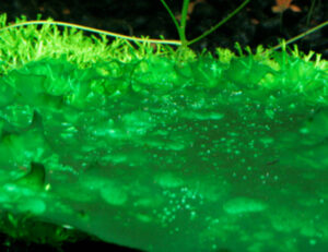 Blue-Green Algae in Aquariums: How to Identify and Eliminate It