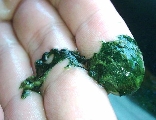 How to identify and kill blue-green algae (In just days!)