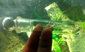 How to Identify and Kill Planaria Worm The Easy Way (In Just Days ...