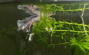 Does Your Betta Fish Sleep? How To Catch Your Betta Snoozing! | FishLab