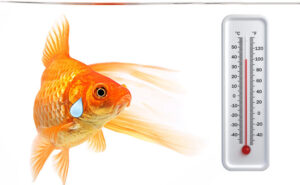 Aquarium Temperature Guide: Keep Your Fish Health (Most IMP)
