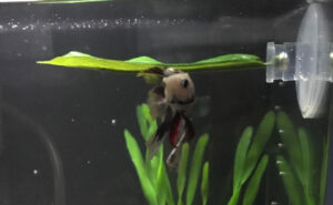 Betta Hammock - Create A Comfy Bed For Your Betta Fish | FishLab
