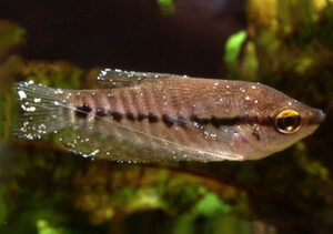 Identify and Treat Freshwater Ich (White Spot Disease)