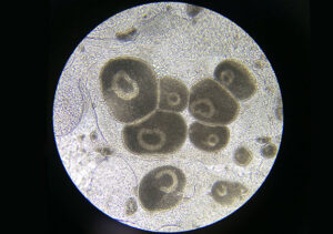 Identify and Treat Freshwater Ich (White Spot Disease)