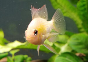 Identify and Treat Freshwater Ich (White Spot Disease)