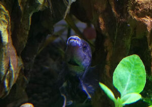 Identify and Treat Columnaris (Saddle Back Disease) - FishLab