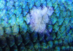 Identify and Treat Columnaris (Saddle Back Disease) - FishLab