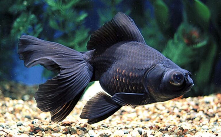 What Are The Best Pond Fish For Small & Large Ponds? | FishLab