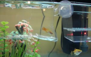 How To Acclimate Fish To Your Aquarium? | FishLab