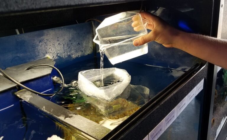 How To Acclimate Fish To Your Aquarium? | FishLab