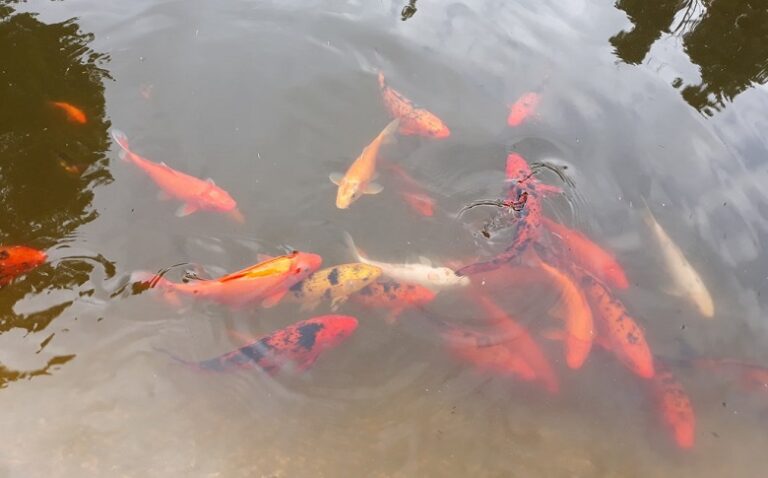 What Do Koi Fish Eat And How To Take Care Of Them?
