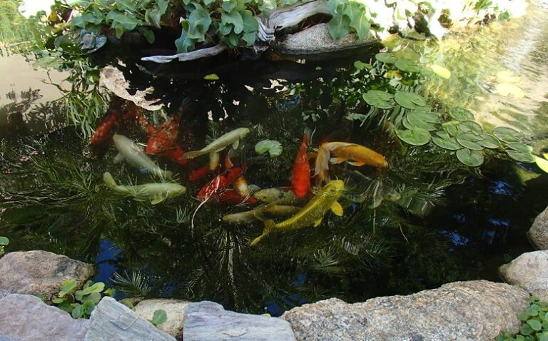 How Do I Clean And Maintain My Fish Pond? | FishLab