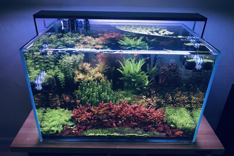 5 Best Floating Aquarium Plants - FishLab.com