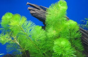 5 Best Floating Aquarium Plants - FishLab.com