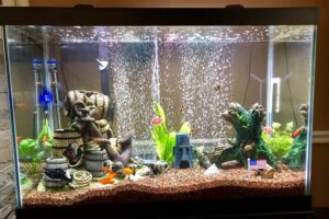 Best Self Cleaning Fish Tank for 2024 - FishLab.com
