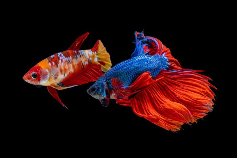Betta Fish Breeding Guide: How to Successfully Breed Betta