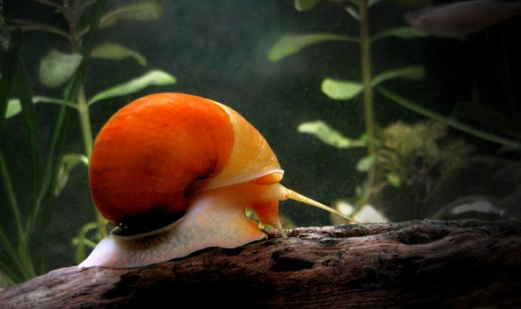 A Fascinating Guide to Nerite Snails: Algae Eating, Care, Lifespan ...
