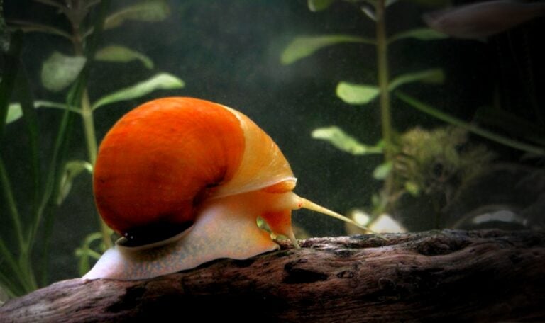 A Fascinating Guide to Nerite Snails: Algae Eating, Care, Lifespan ...