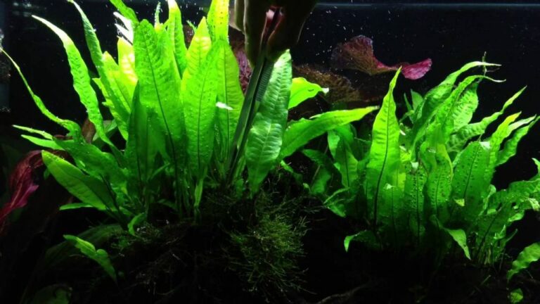 Java Fern: Species, Planting, Growth, and Care | FishLab