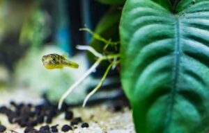 A Care Guide for Pea Puffers | FishLab