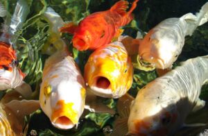 How Do Fish Breathe? | FishLab