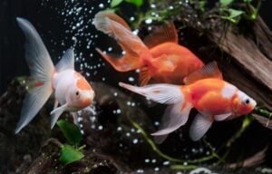 How Do Fish Breathe? | FishLab