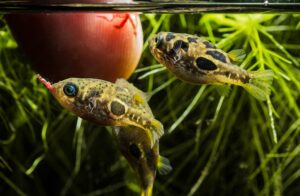A Care Guide for Pea Puffers | FishLab