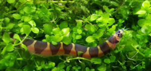 Kuhli Loach: Features, Care, Tank Mates, And More