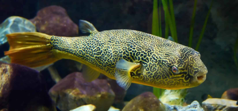 The Ultimate Guide To Freshwater Puffer Fish | FishLab