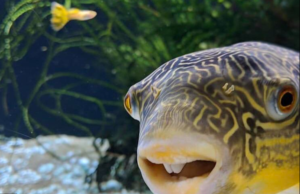The Ultimate Guide To Freshwater Puffer Fish | FishLab