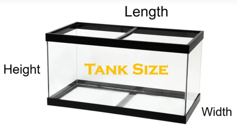 Kuhli Loach: Features, Care, Tank Mates, And More | FishLab