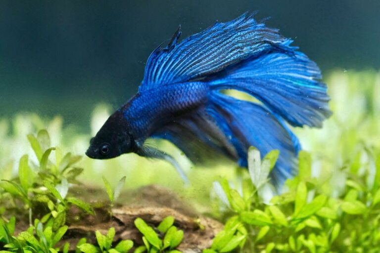 Betta Fish Tank Setup - Simple Guide for Beginners | FishLab