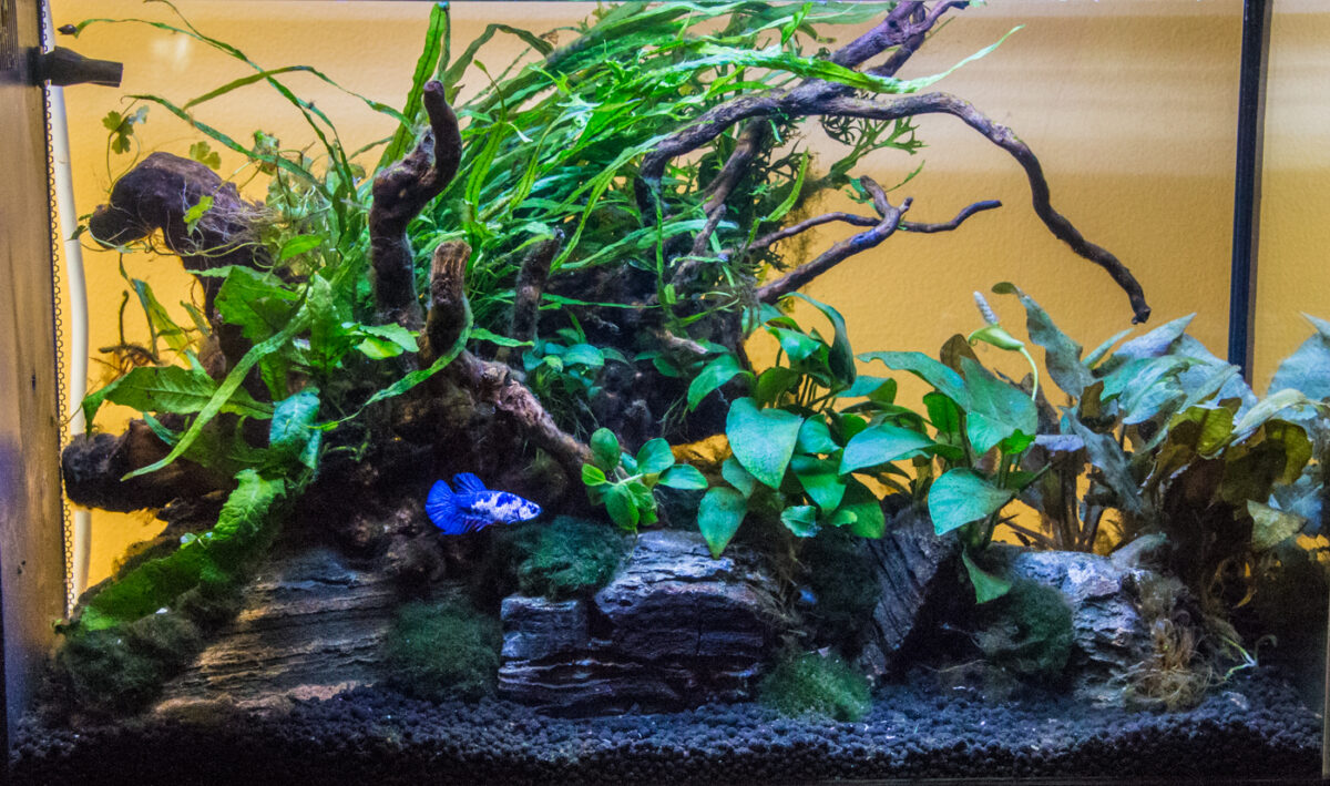 Betta Fish Tank Setup - Simple Guide for Beginners | FishLab