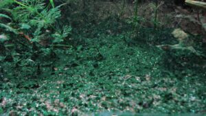 Aquarium Algae Types: How to Identify and Control