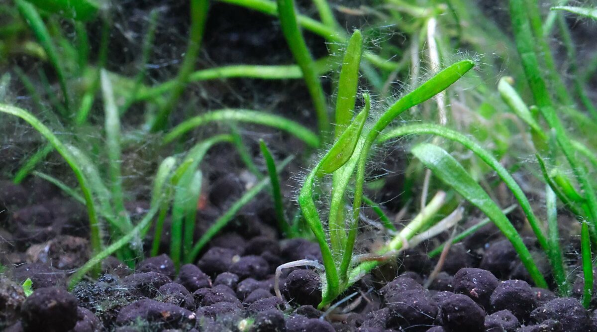 Aquarium Algae Types: How to Identify and Control