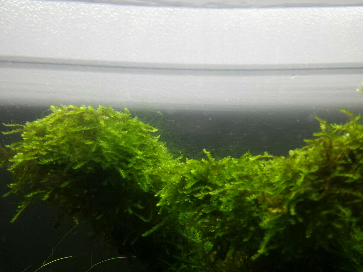 Aquarium Algae Types: How to Identify and Control