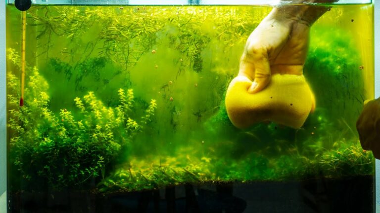 Aquarium Algae Types: How to Identify and Control