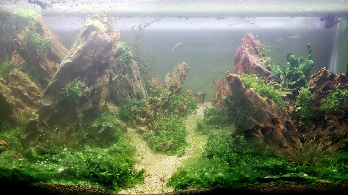 Aquarium Algae Types: How to Identify and Control