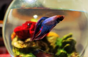 How To Take Care Of A Betta Fish - Ultimate Guide | FishLab